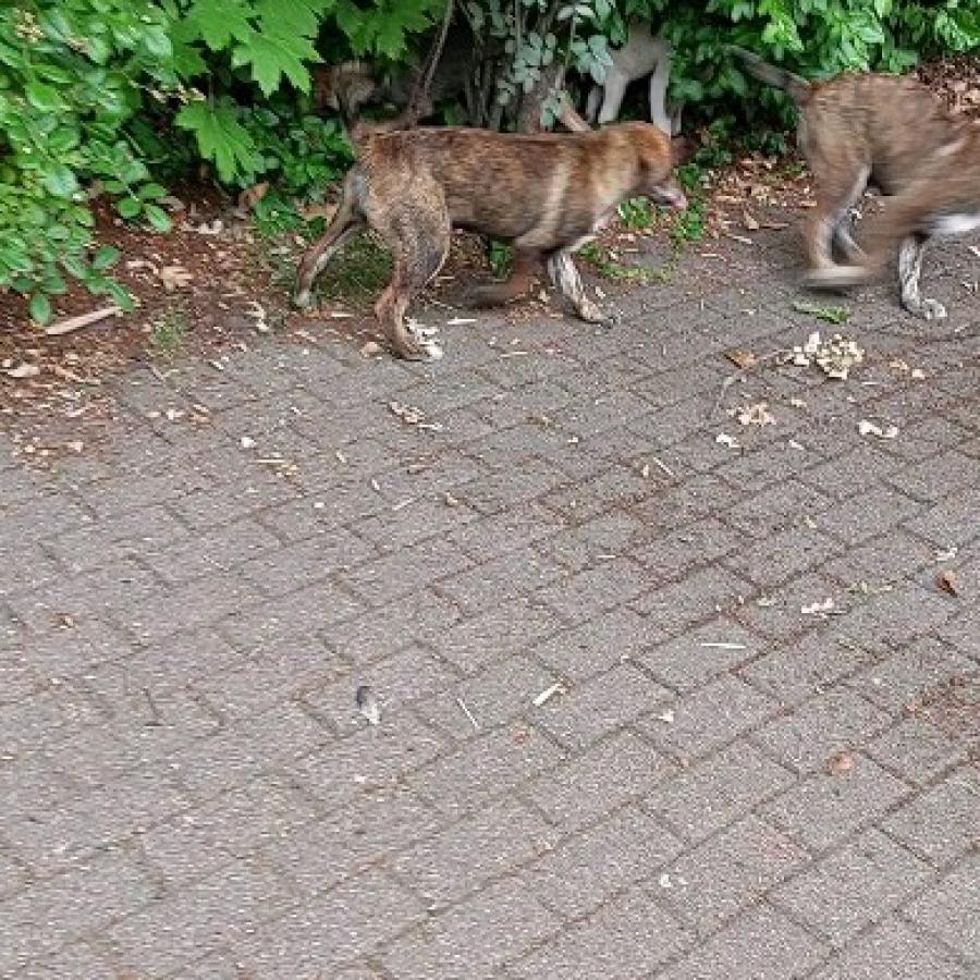 Start - Franziskus Tierheim Hamburg